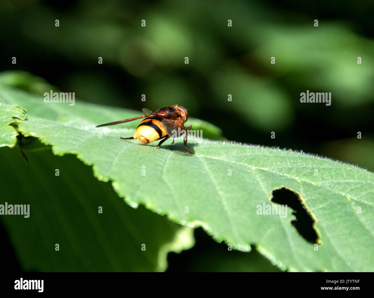Hornet Hoverfly (Volucella zonaria) moving away. This is a male Stock ...