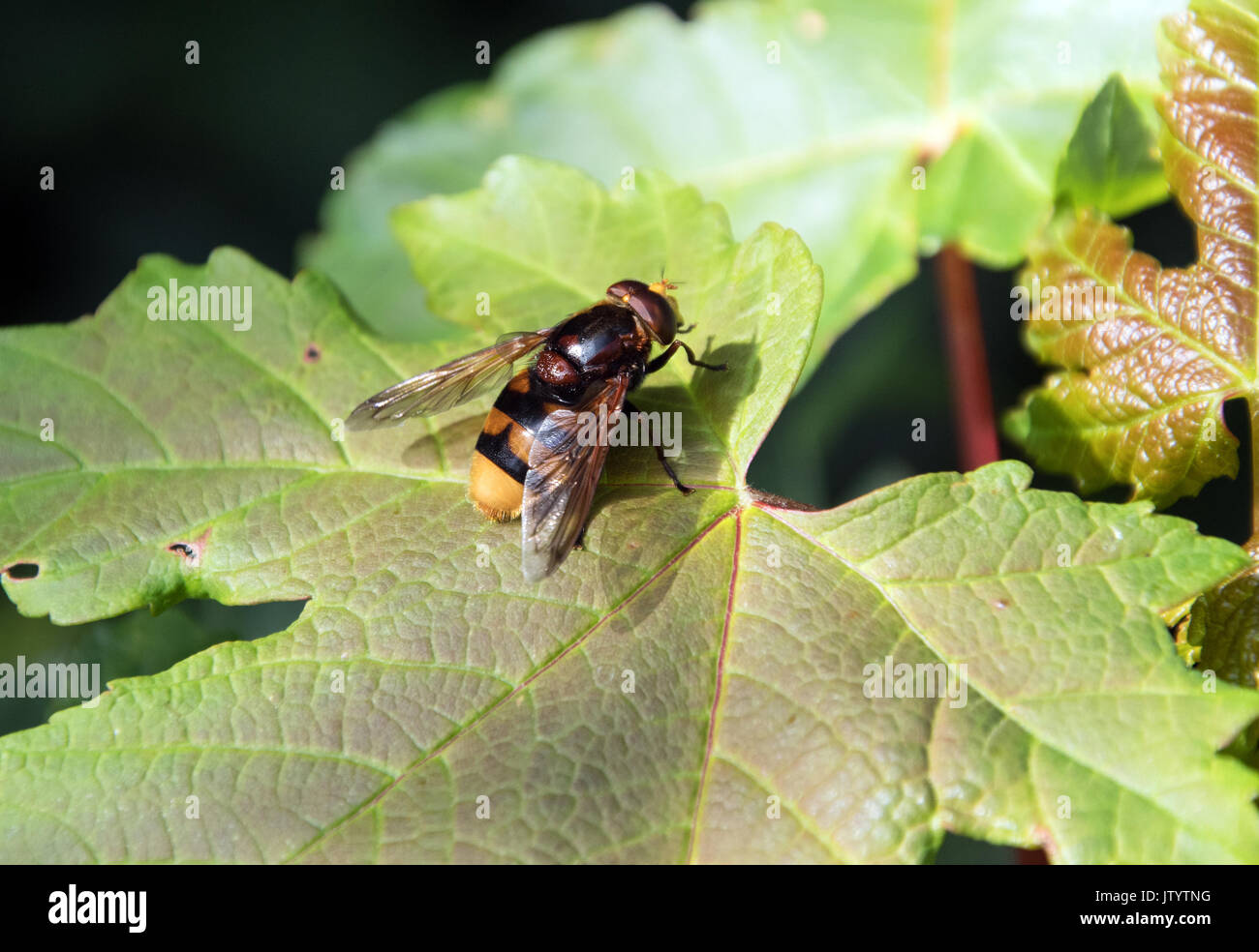 Hornet Hoverfly (Volucella zonaria) view from above. This is a male ...