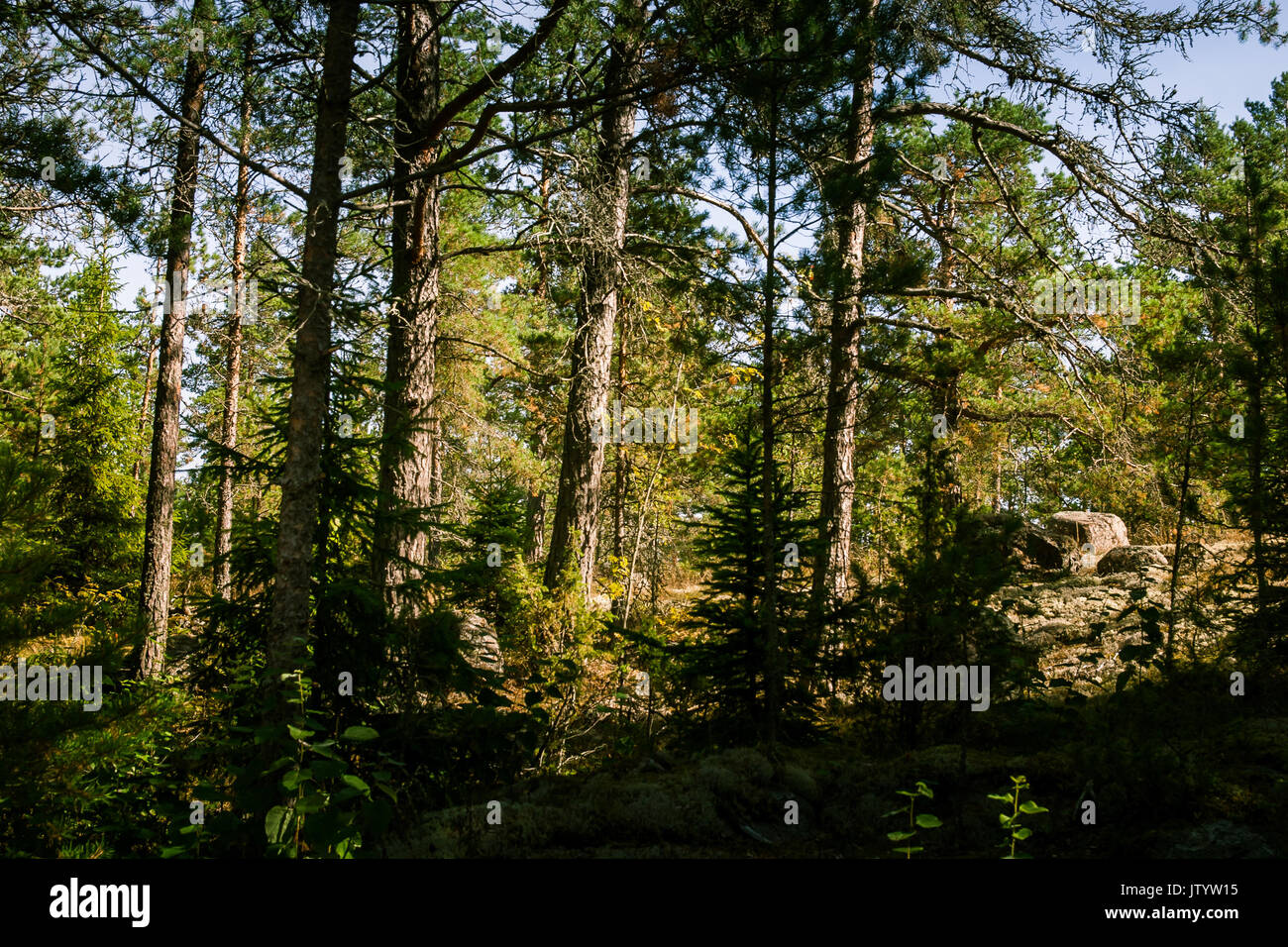 A beautiful Finnish forest landscape Stock Photo - Alamy