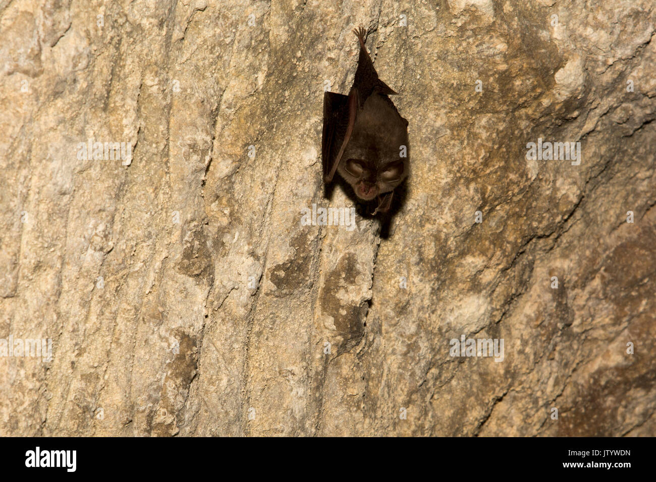 Lesser Horseshoe Bat spending its day in a calcareous sintered Roman ...