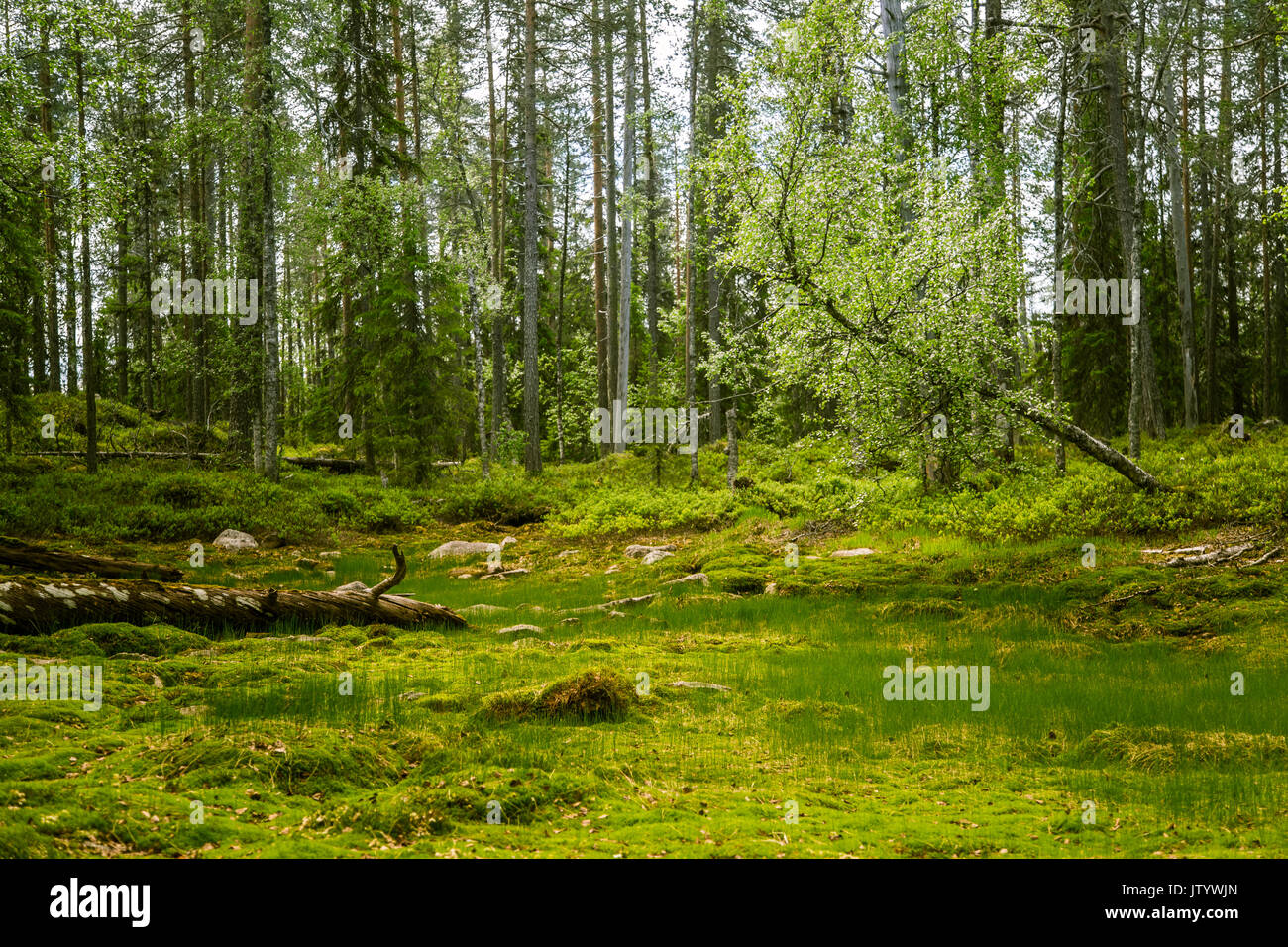 A beautiful Finnish forest landscape Stock Photo - Alamy