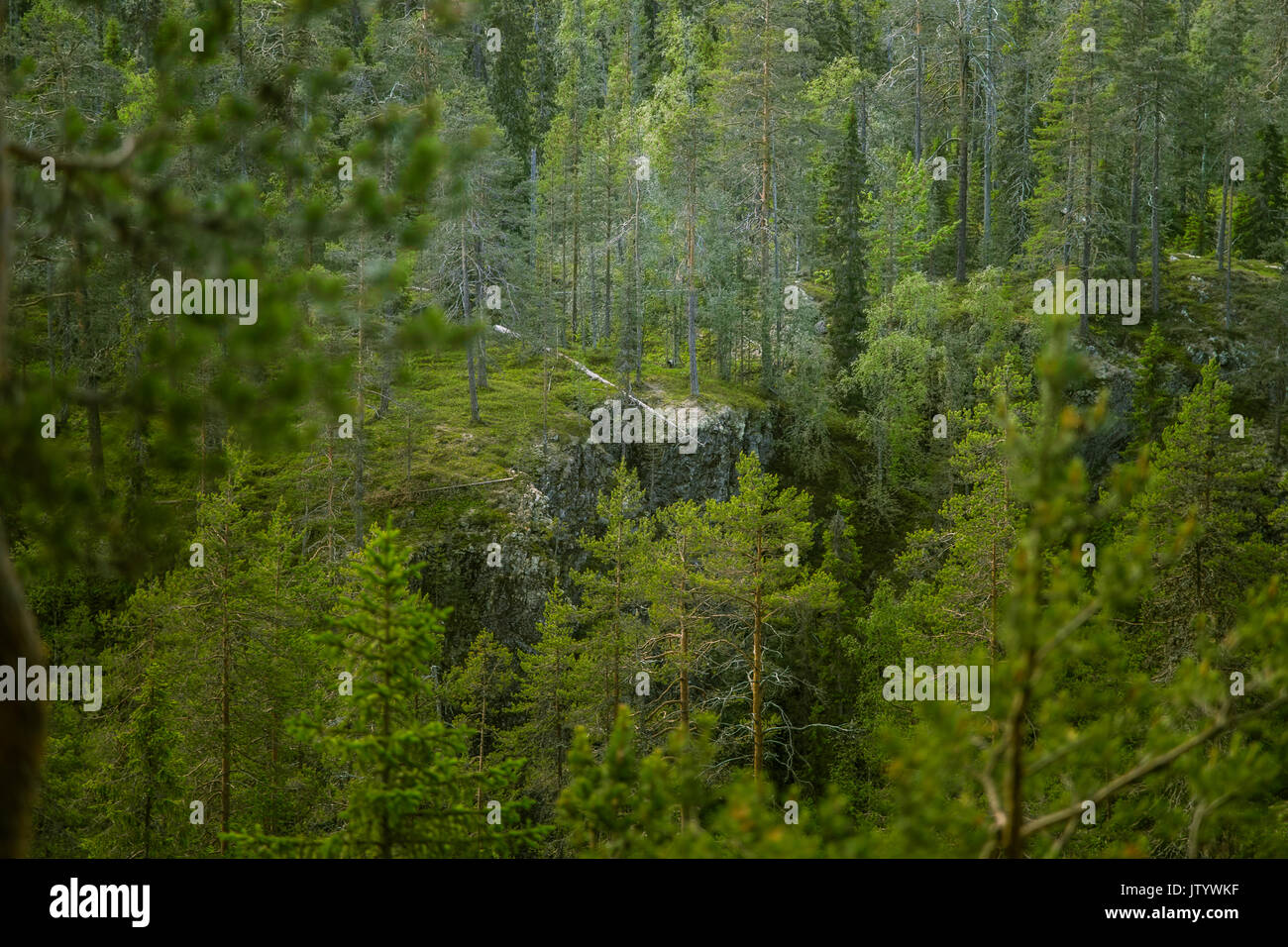 A beautiful Finnish forest landscape Stock Photo - Alamy