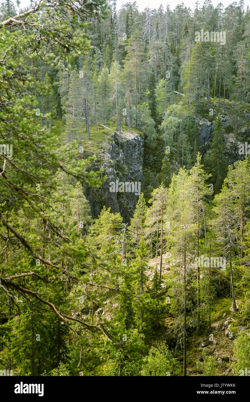 A beautiful Finnish forest landscape Stock Photo - Alamy