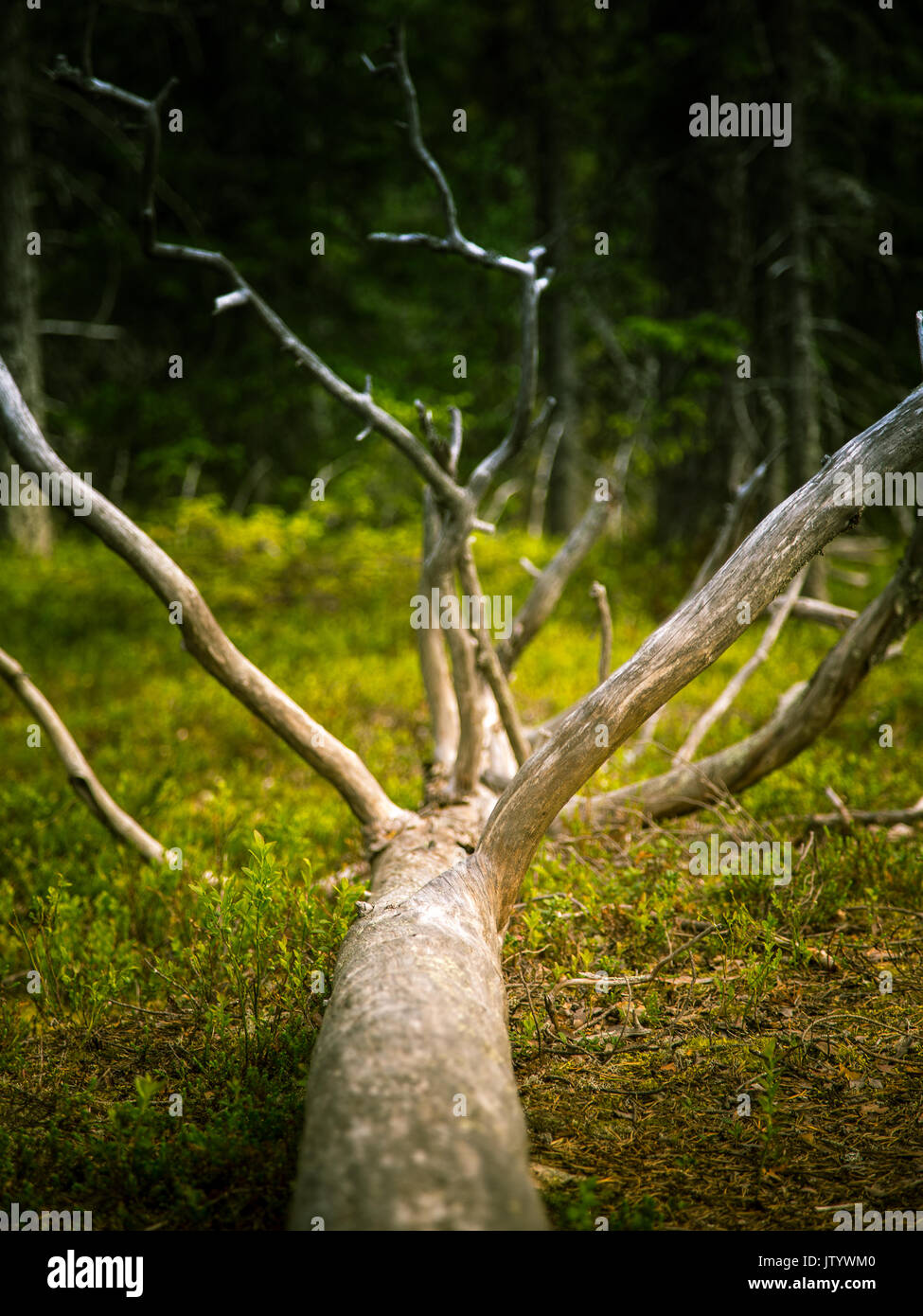 A beautiful Finnish forest landscape Stock Photo - Alamy