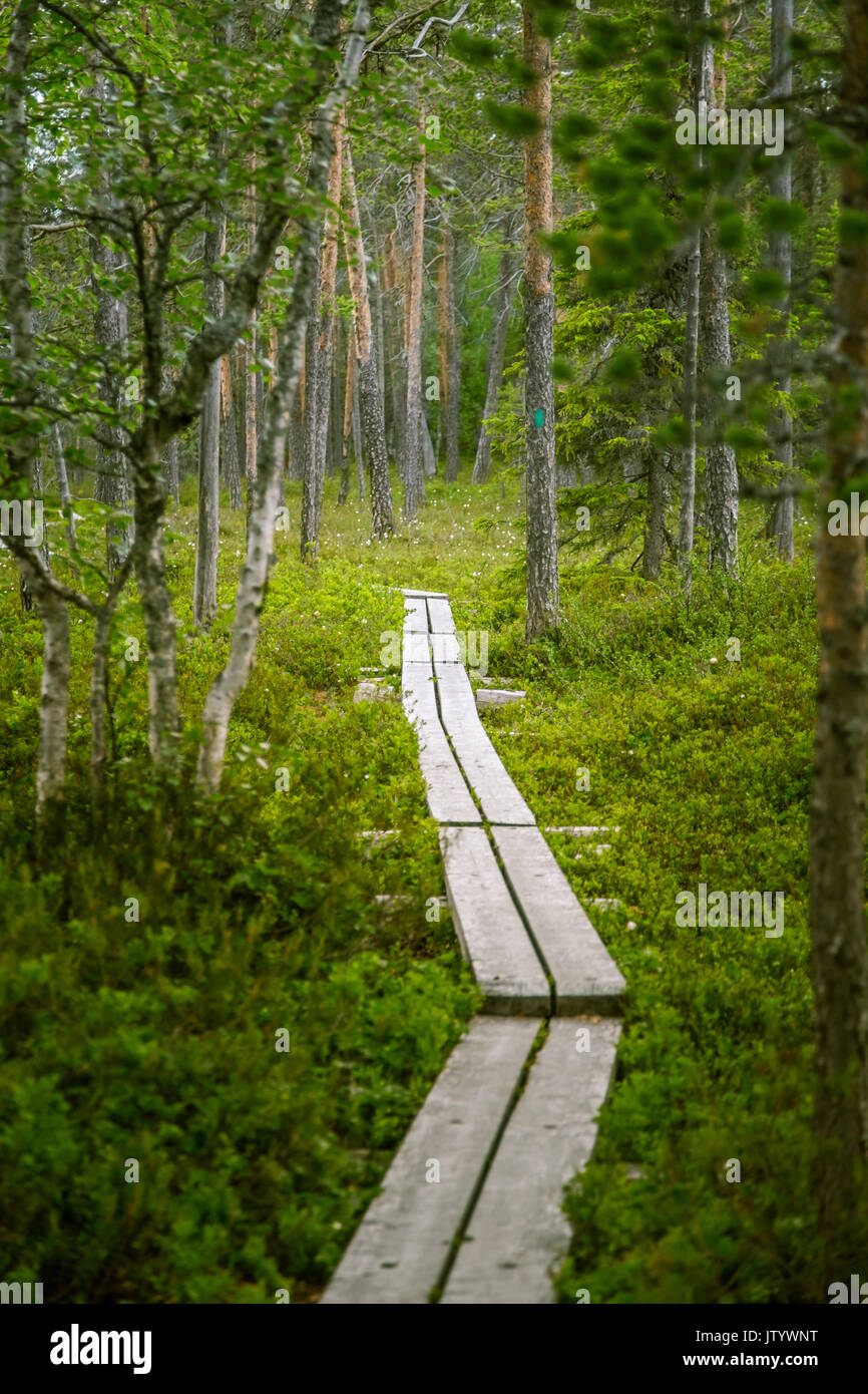 A beautiful Finnish forest landscape Stock Photo - Alamy