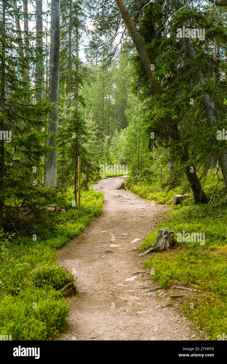 A beautiful Finnish forest landscape Stock Photo - Alamy