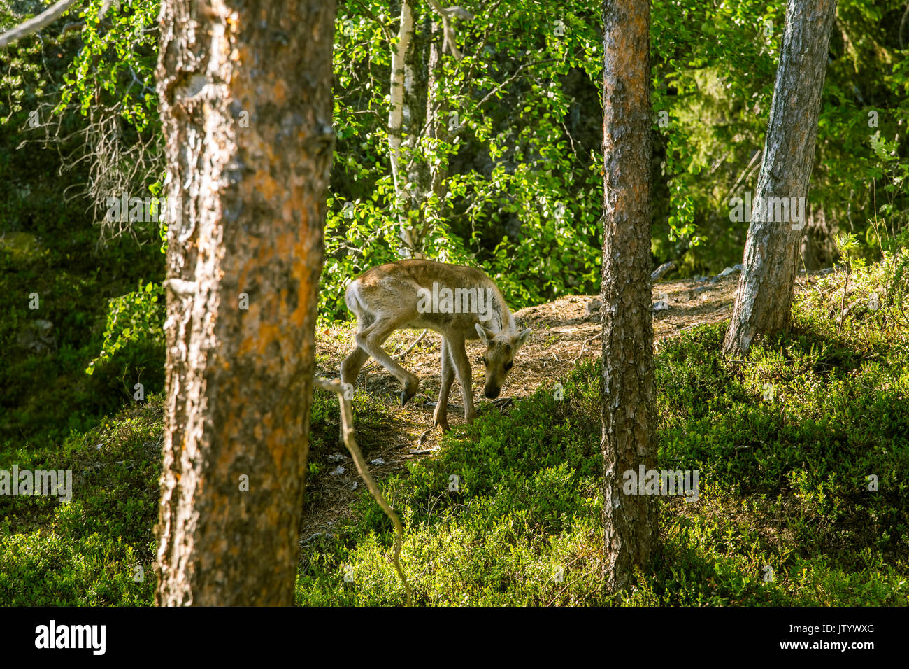 A beautiful Finnish forest landscape Stock Photo - Alamy