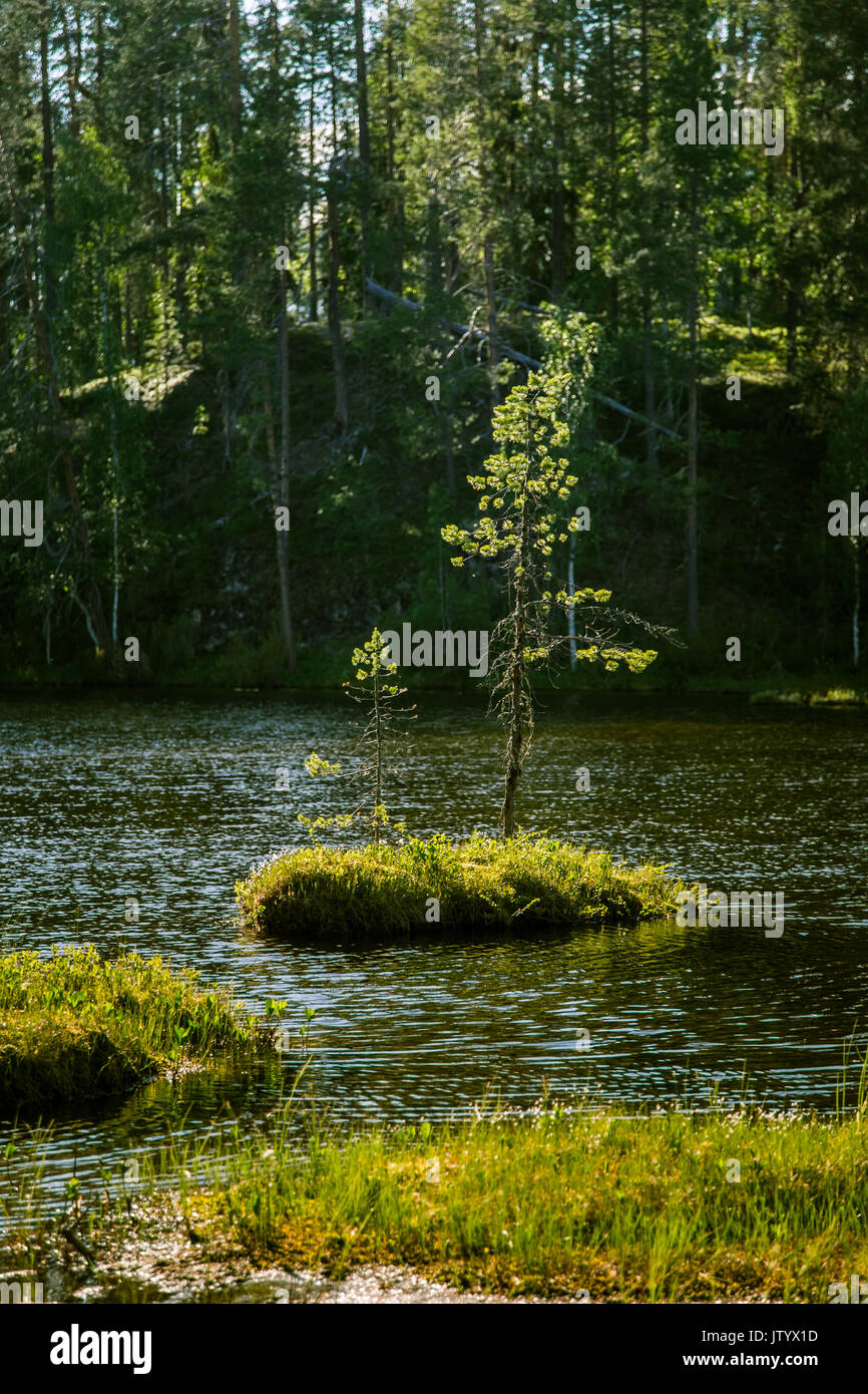 A beautiful Finnish forest landscape Stock Photo - Alamy