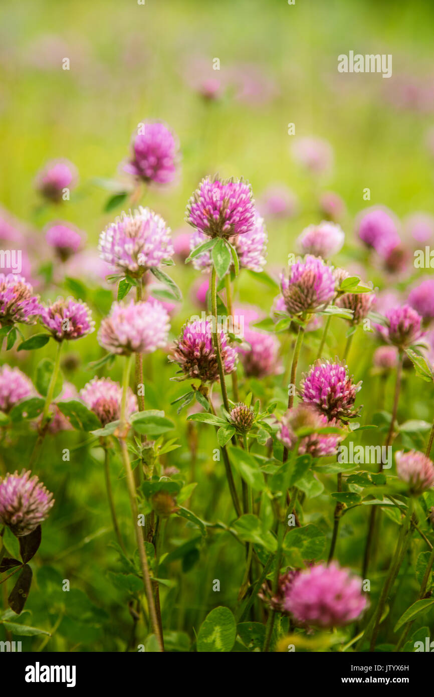 A beautiful Finnish forest landscape Stock Photo - Alamy
