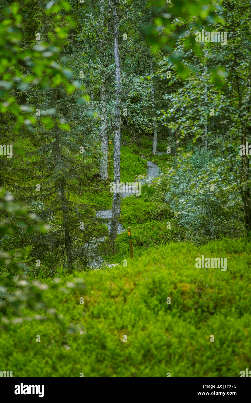 A beautiful Finnish forest landscape Stock Photo - Alamy
