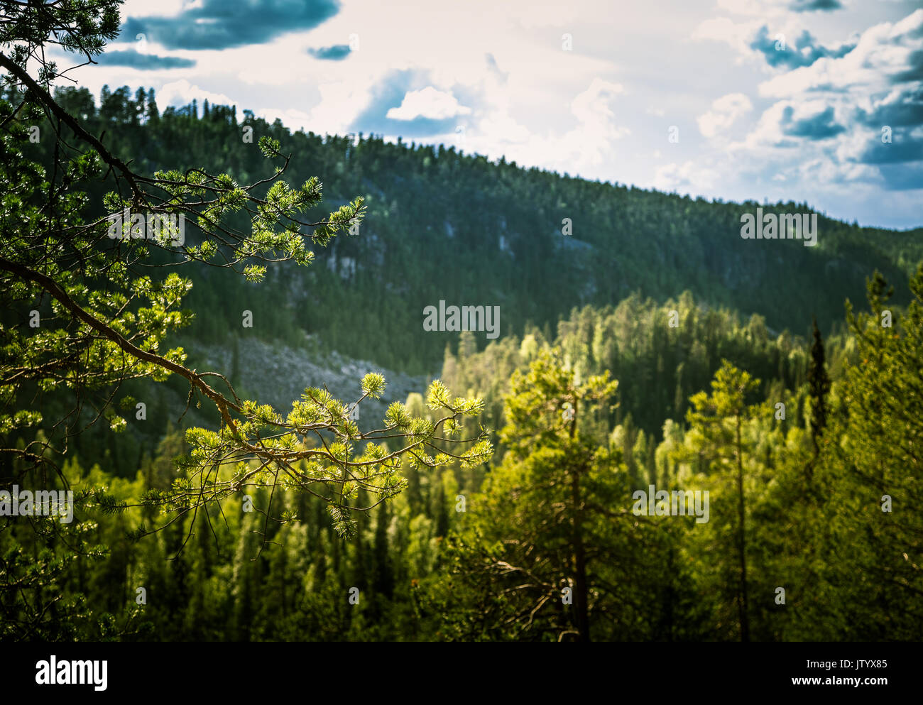 A beautiful Finnish forest landscape Stock Photo - Alamy