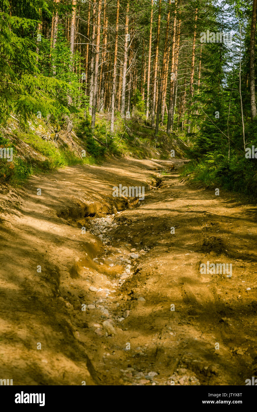 Finnish forest landscape hi-res stock photography and images - Alamy