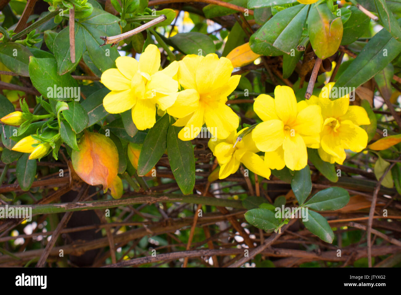 Flower. Beautiful yellow flowers. Natural spring decoration Stock Photo ...