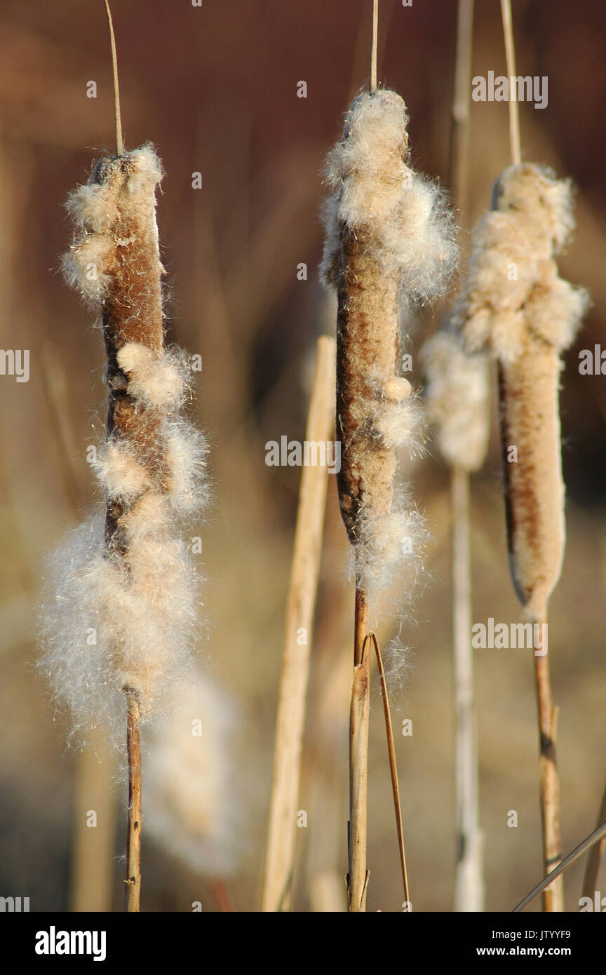 Cattails exploding by lake Stock Photo - Alamy