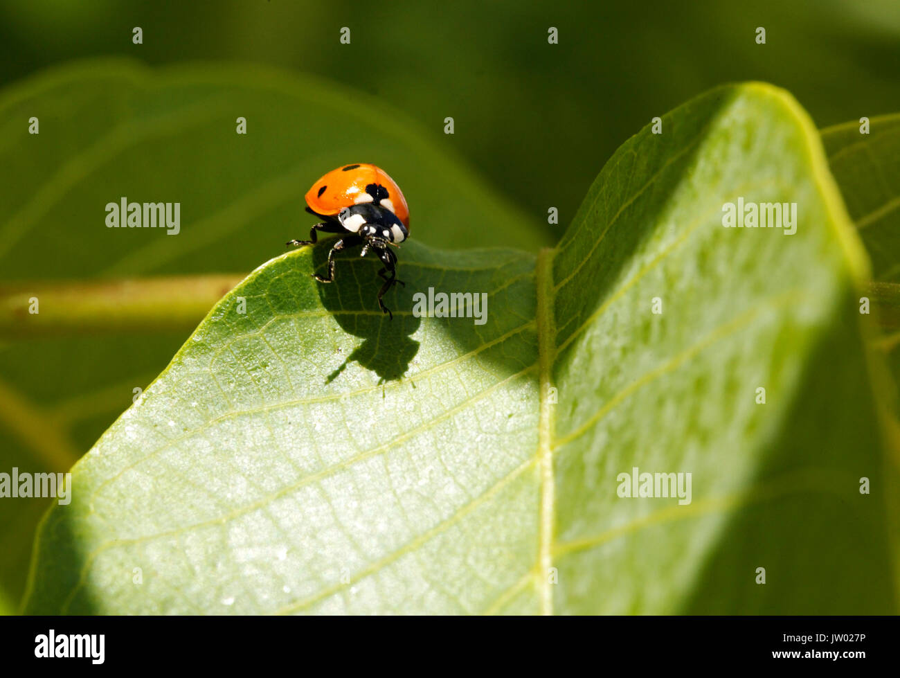 Ladybird in nature hi-res stock photography and images - Alamy