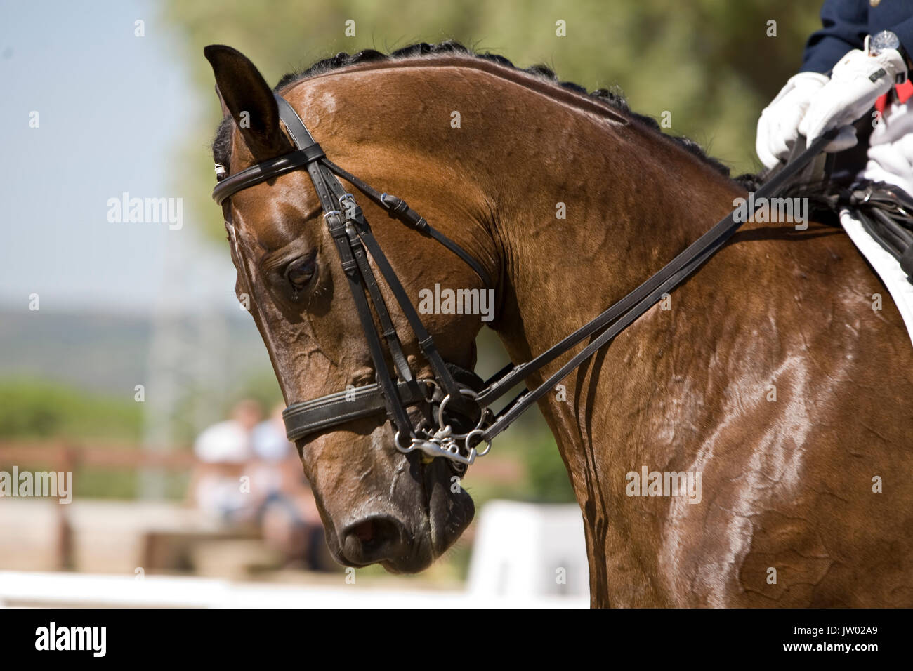 Pure spanish horse stallion hi-res stock photography and images - Alamy