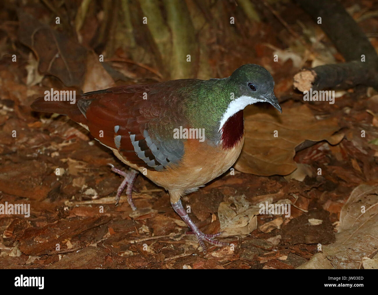 Asian Mindanao bleeding-heart pigeon (Gallicolumba criniger), a.k.a ...