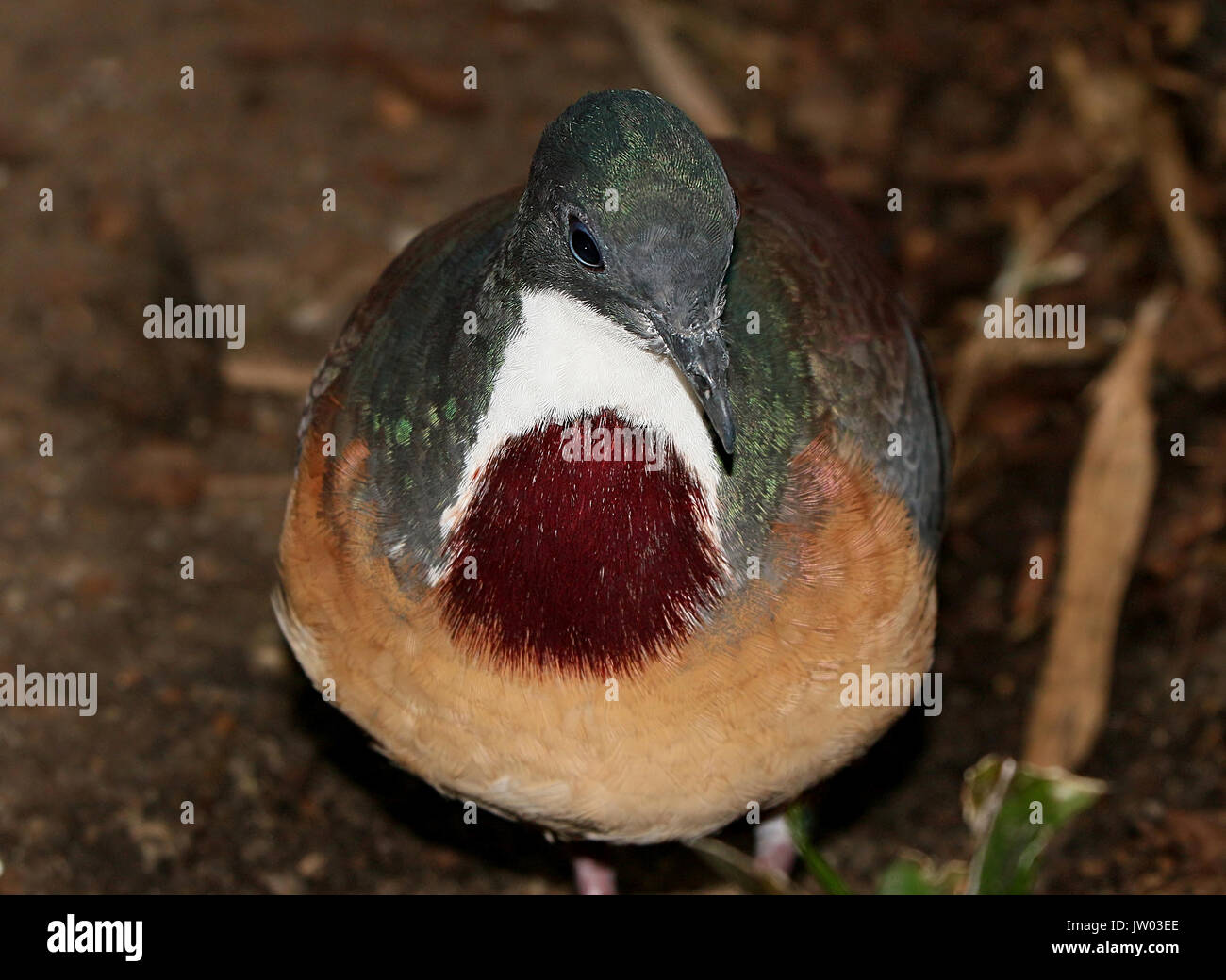 Asian Mindanao bleeding-heart pigeon (Gallicolumba criniger), a.k.a ...