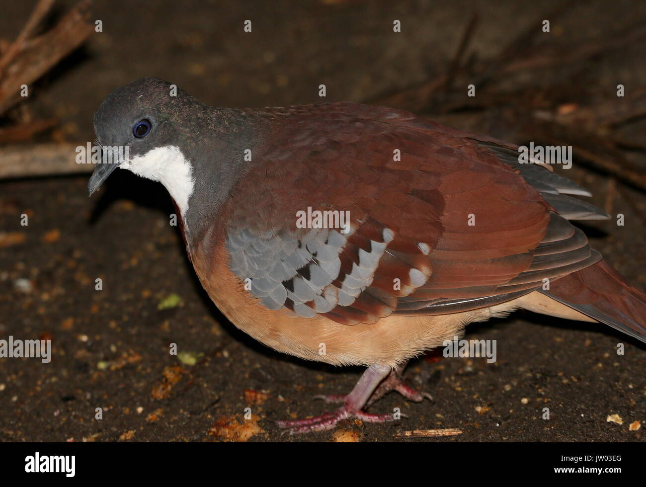 Asian Mindanao bleeding-heart pigeon (Gallicolumba criniger), a.k.a ...