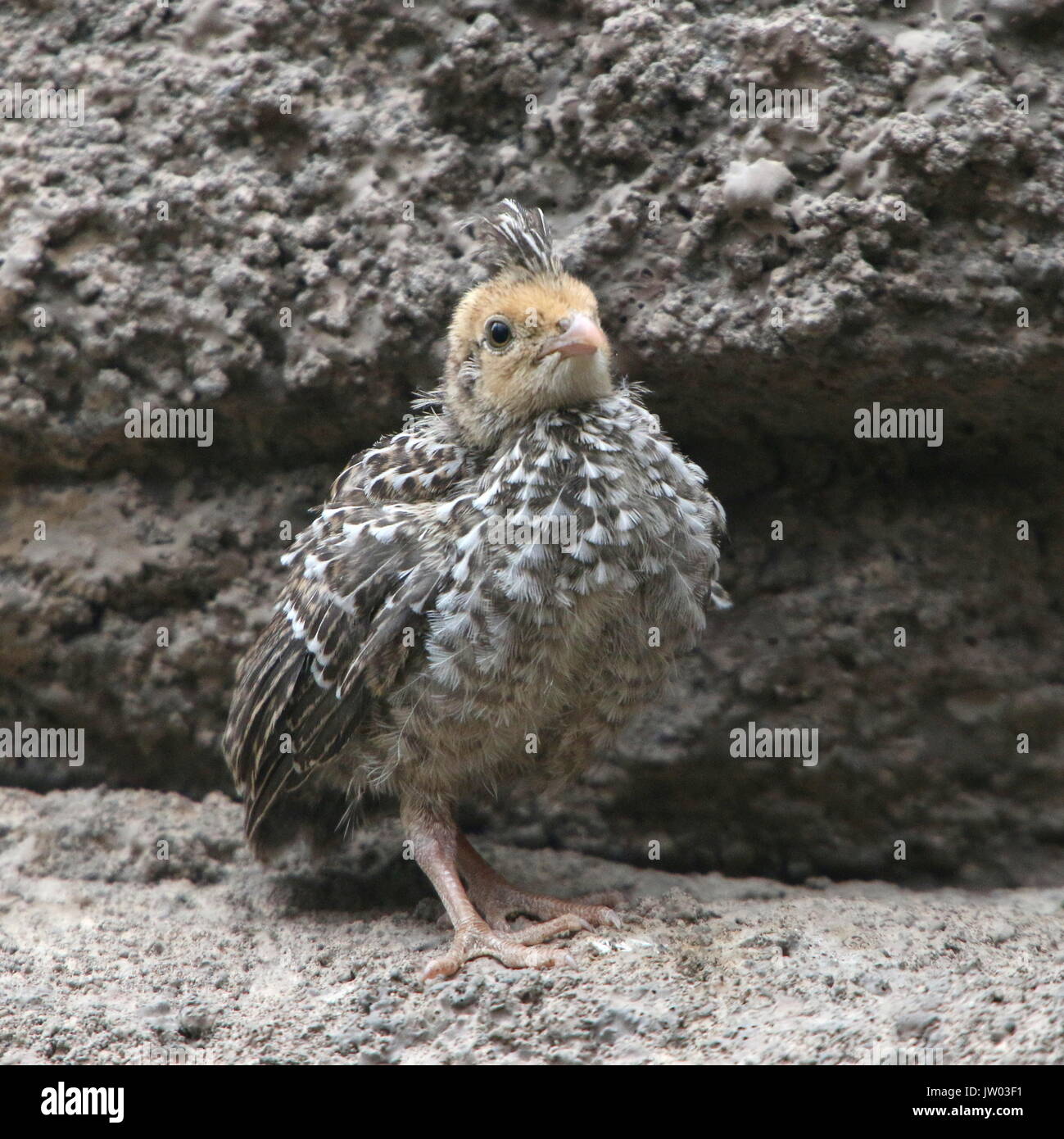 Arizona quails hi-res stock photography and images - Alamy