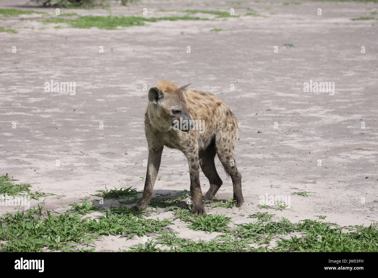 Hyena Kenya Africa savannah wild animal mammal Stock Photo - Alamy