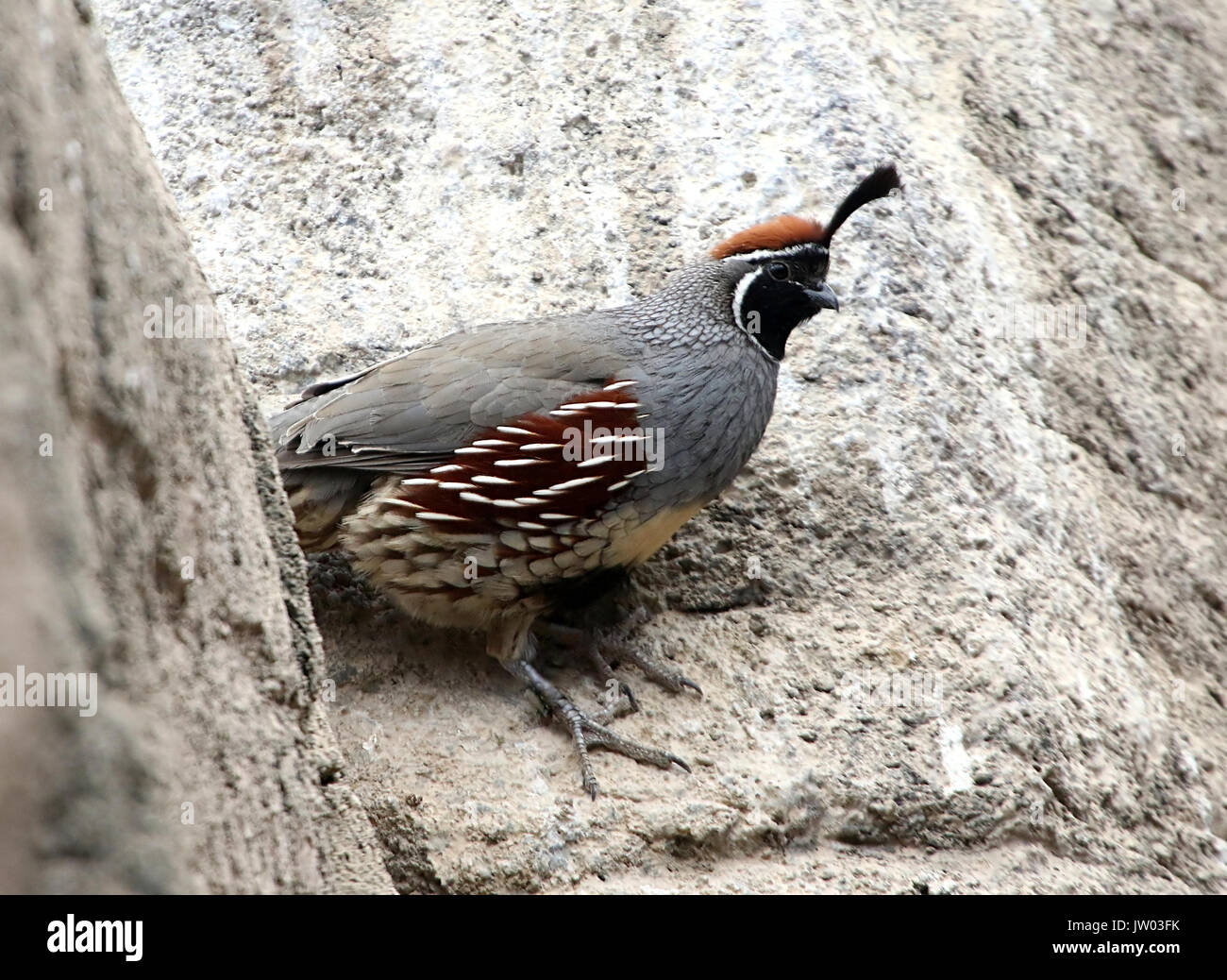 Kuifkwartel hi-res stock photography and images - Alamy