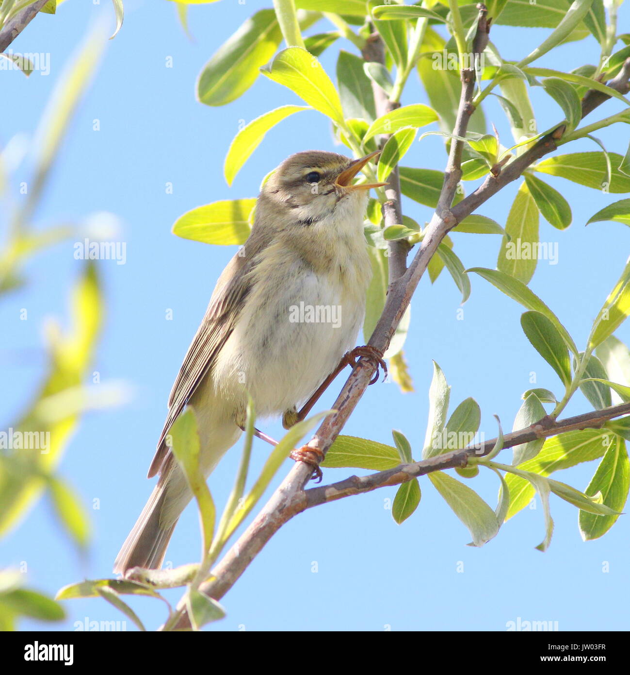 Trochilus species hi-res stock photography and images - Alamy