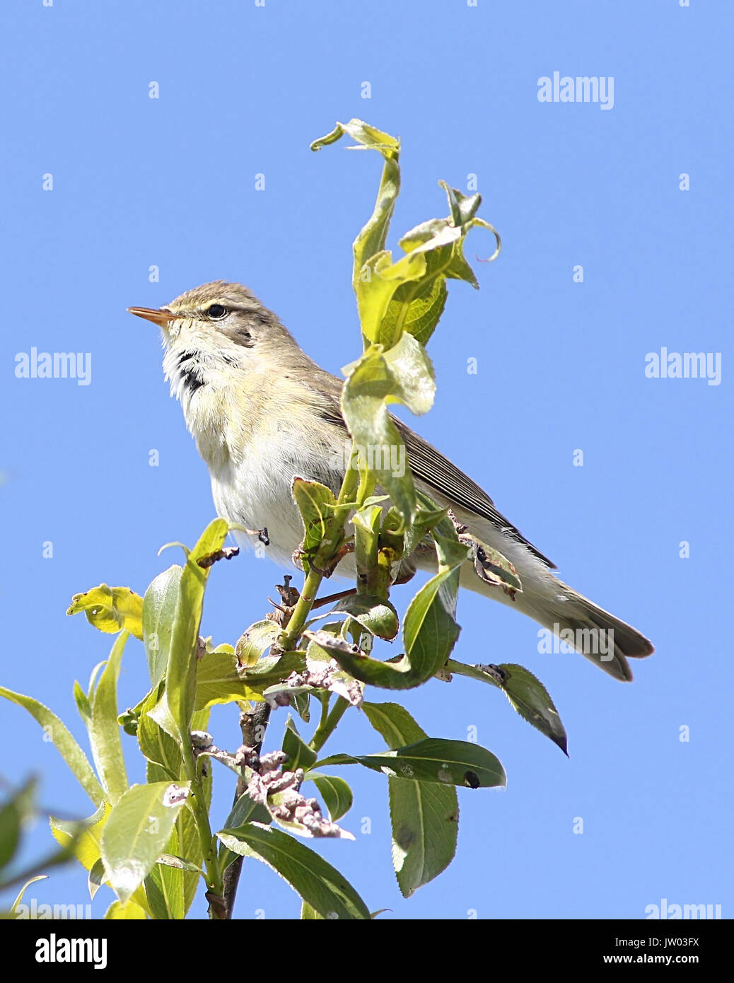 Trochilus species hi-res stock photography and images - Alamy