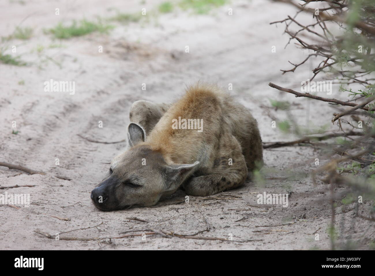 Hyena Kenya Africa savannah wild animal mammal Stock Photo - Alamy
