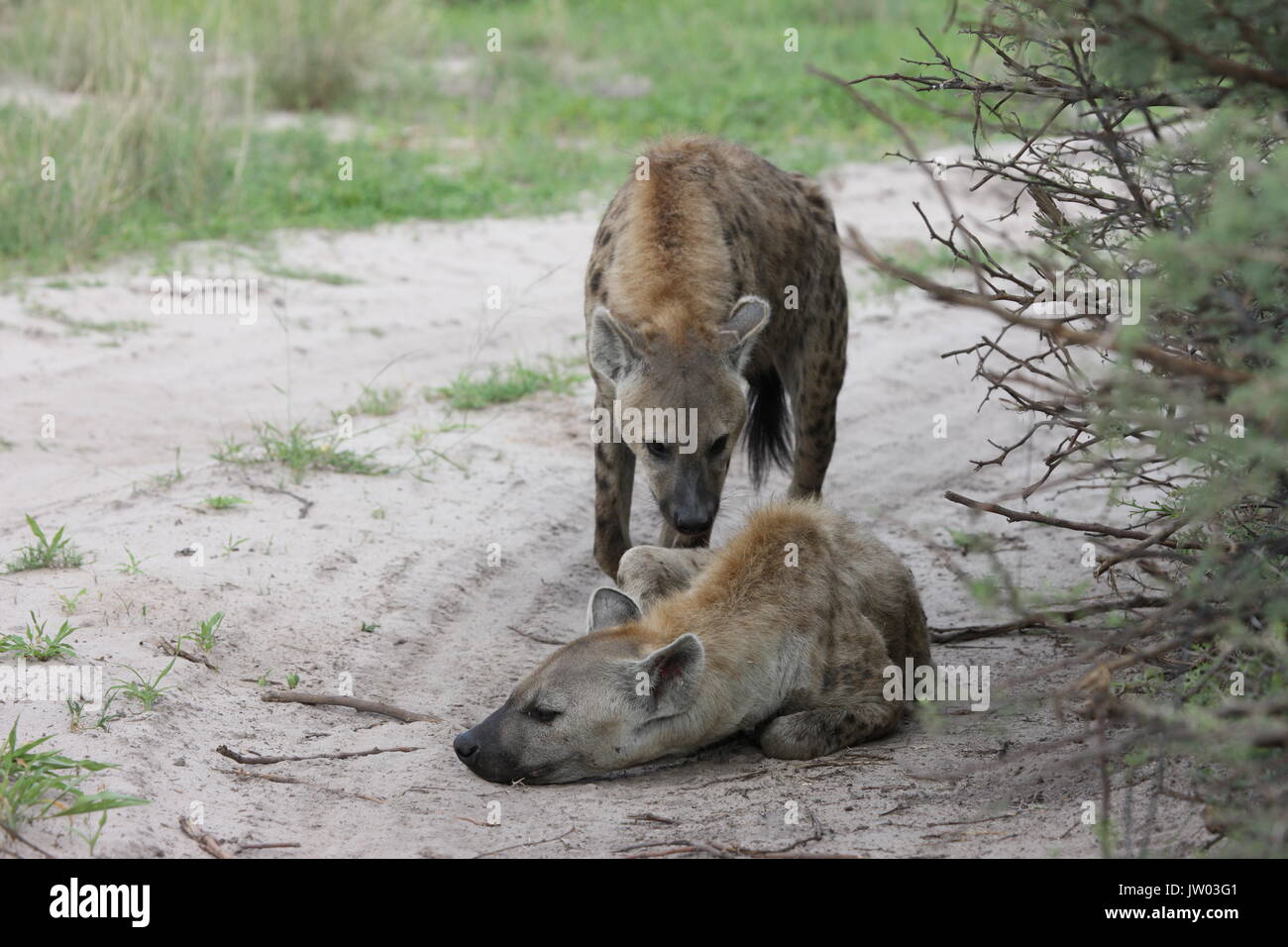 Hyena Kenya Africa savannah wild animal mammal Stock Photo - Alamy