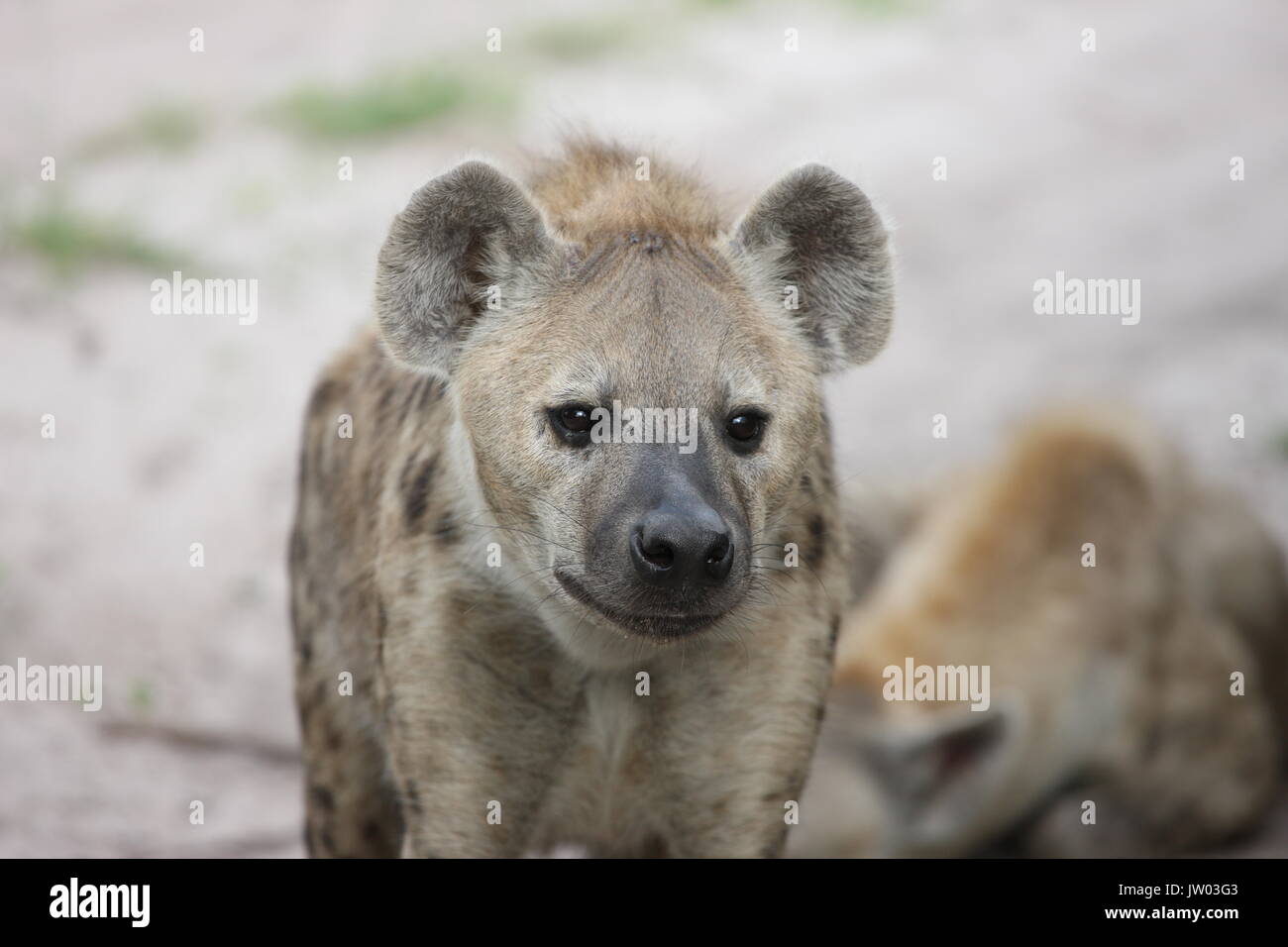 Hyena Kenya Africa savannah wild animal mammal Stock Photo - Alamy