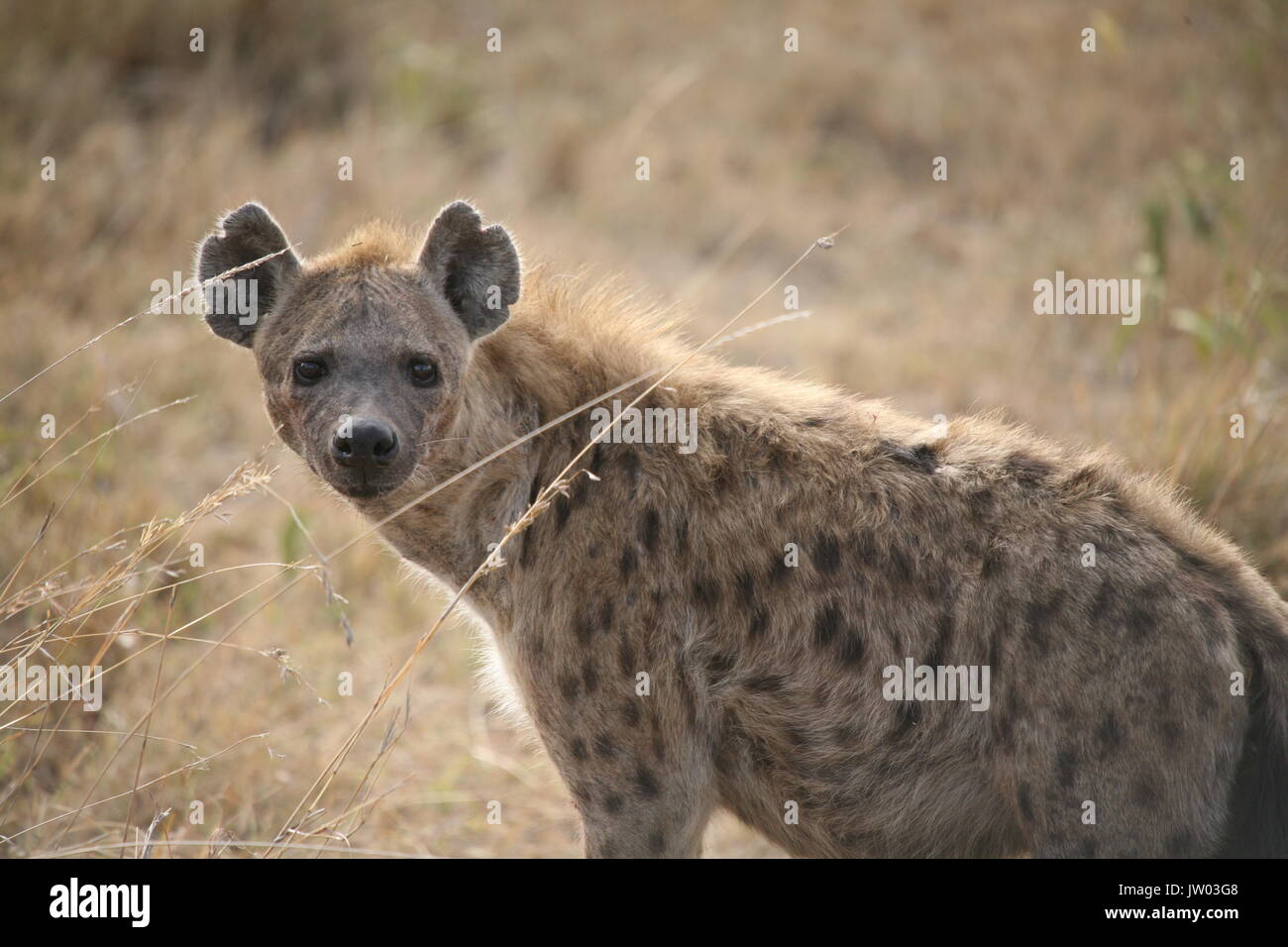 Hyena Kenya Africa savannah wild animal mammal Stock Photo - Alamy