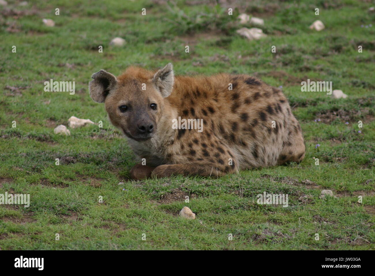 Hyena Kenya Africa savannah wild animal mammal Stock Photo - Alamy