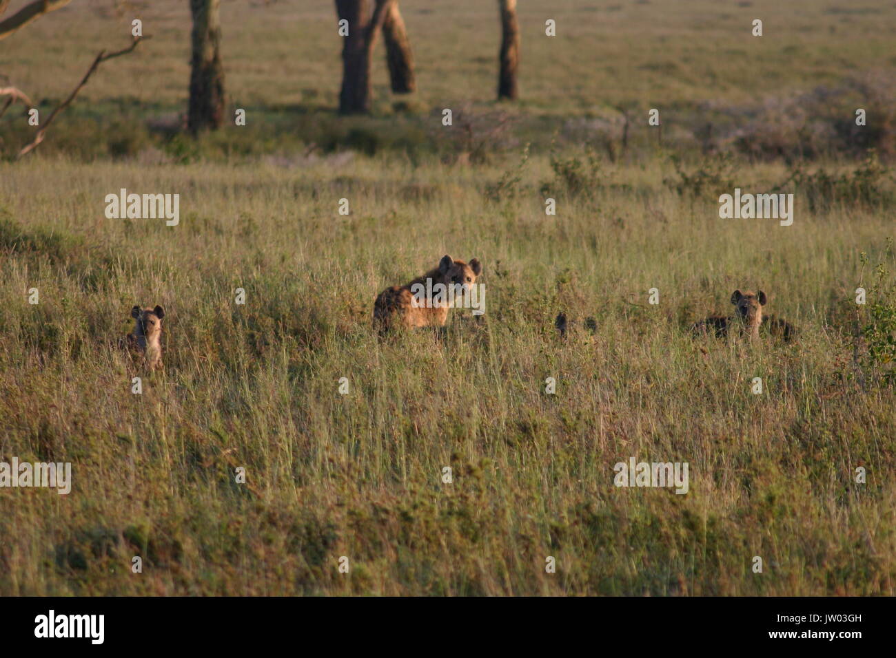 Hyena Kenya Africa savannah wild animal mammal Stock Photo - Alamy