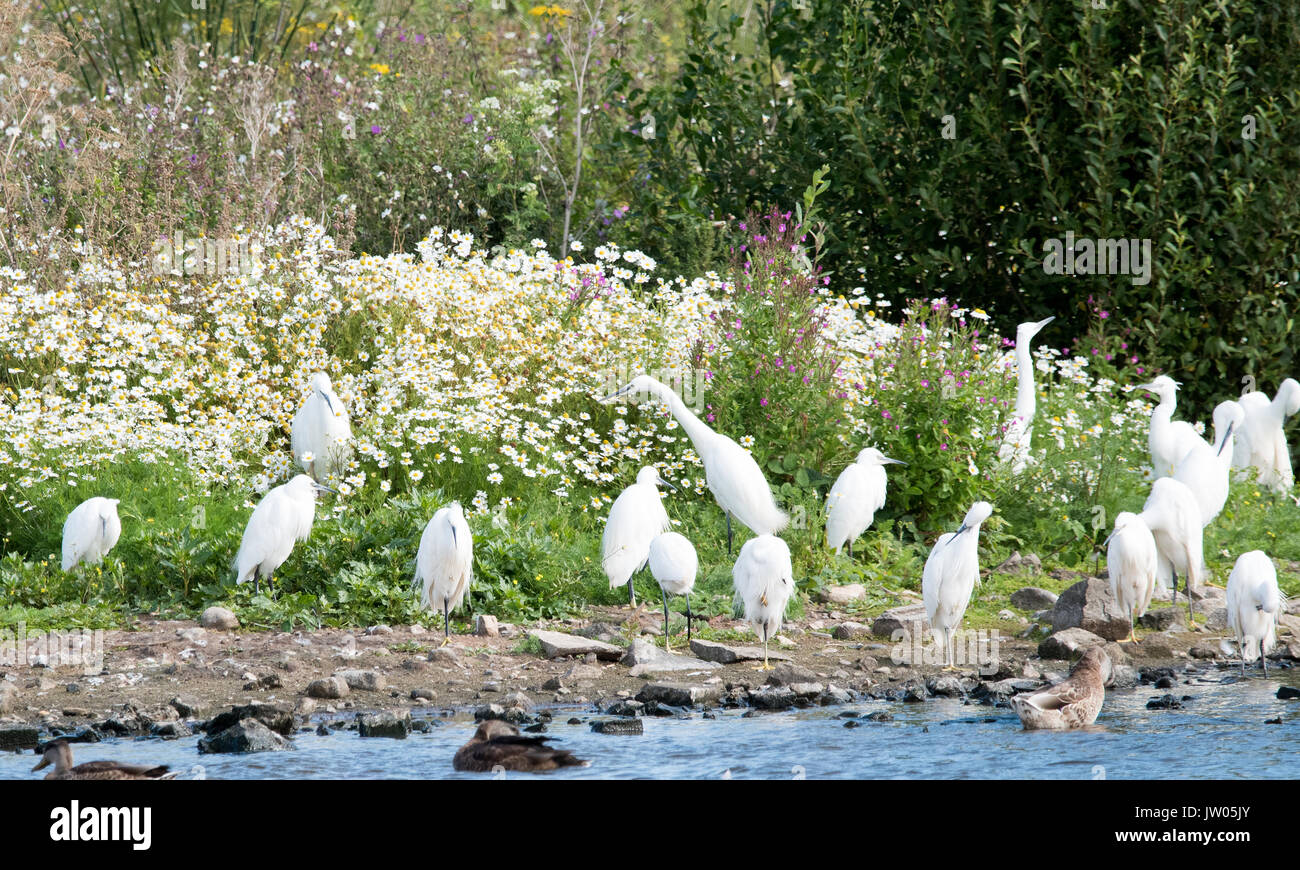 Flock of Little Egrets Stock Photo - Alamy