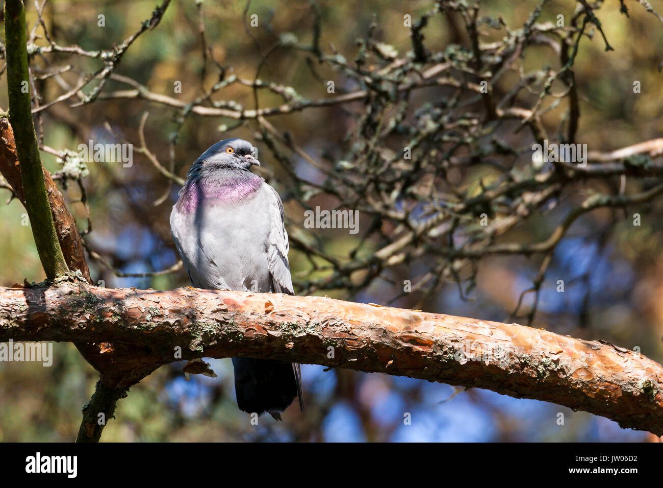 Angry pigeon hi-res stock photography and images - Alamy