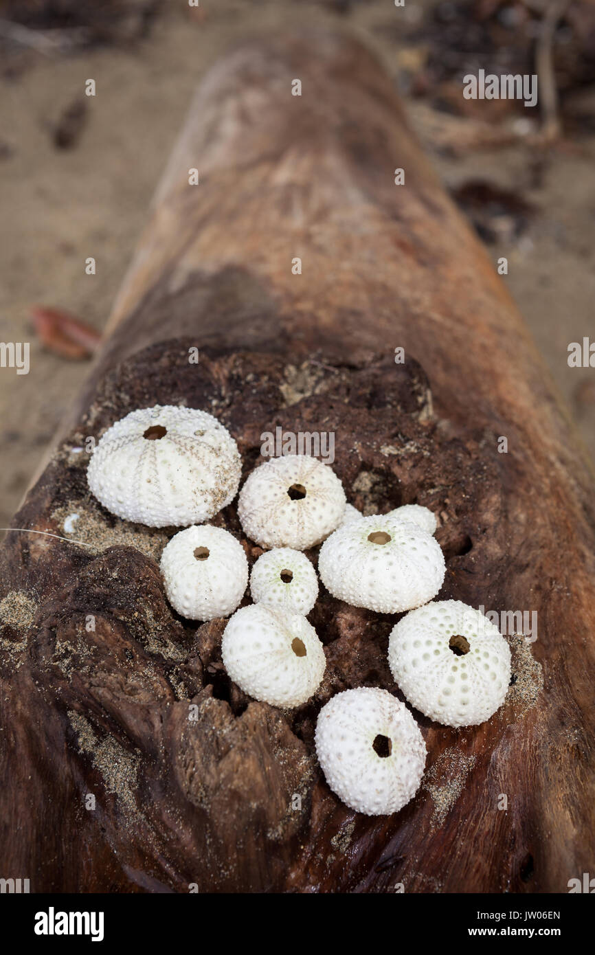Round seashells on log Stock Photo - Alamy