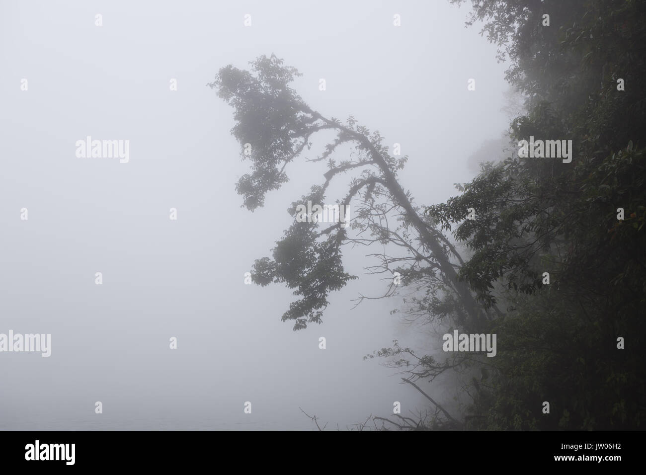 Tree branch at foggy volcano lake Stock Photo - Alamy