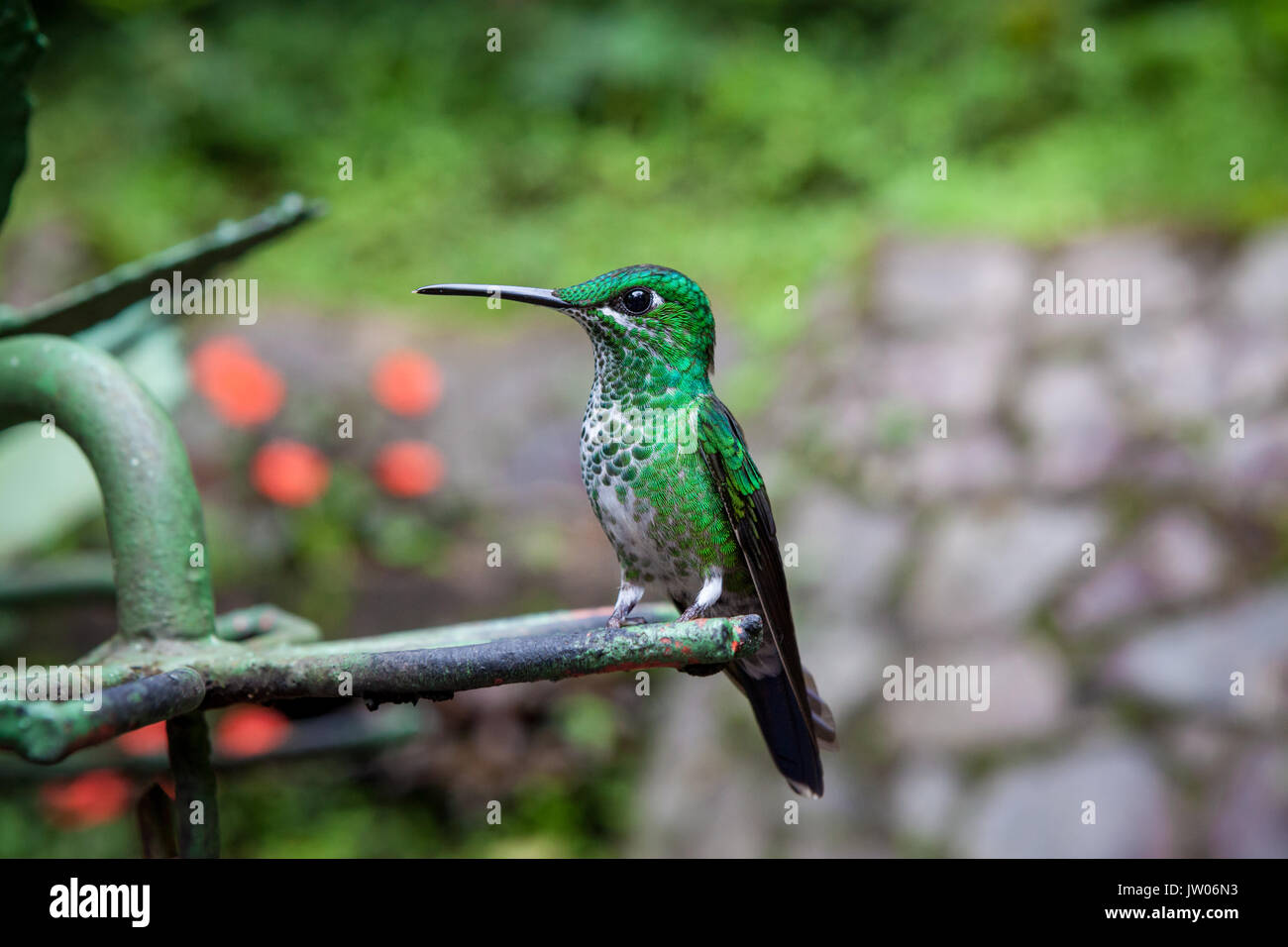 Green-crowned brilliant hummingbird sitting Stock Photo - Alamy