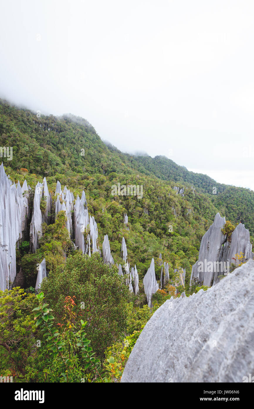 Limestone pinnacles at gunung mulu national park Stock Photo - Alamy