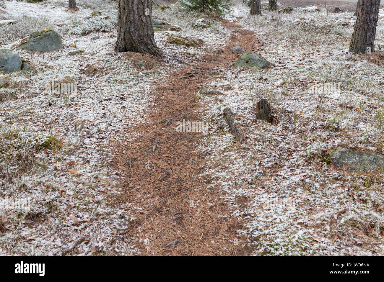 Fresh snow in forest path Stock Photo - Alamy