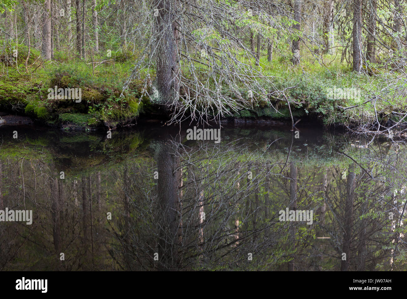 Small forest pond perfect reflection Stock Photo - Alamy