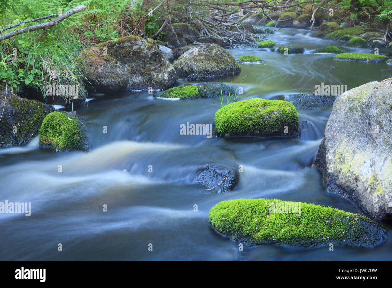 Small stream in forest Stock Photo - Alamy