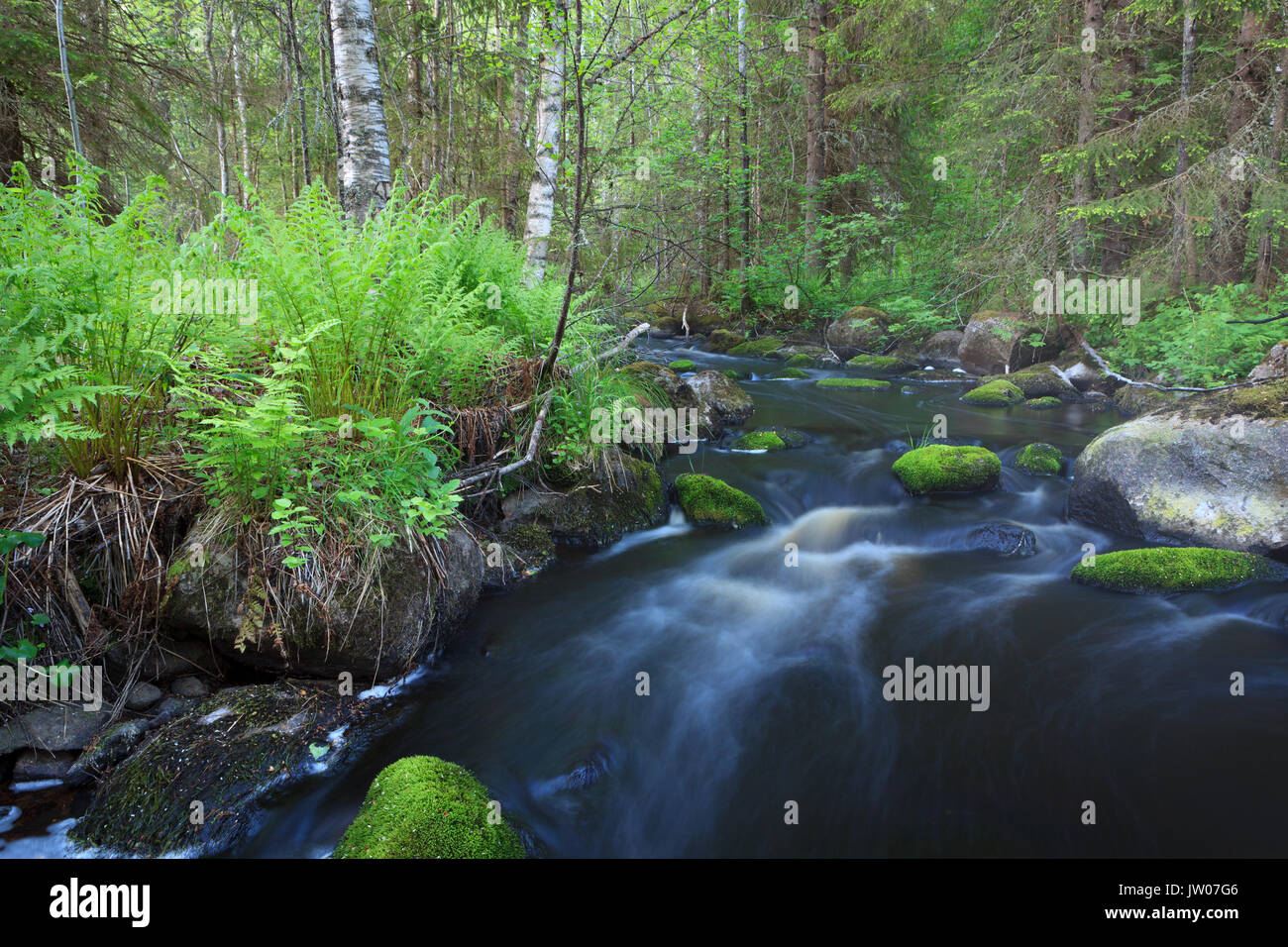 Small stream in forest Stock Photo - Alamy