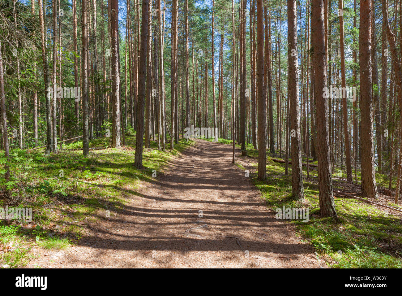 Walking path in forest hi-res stock photography and images - Alamy