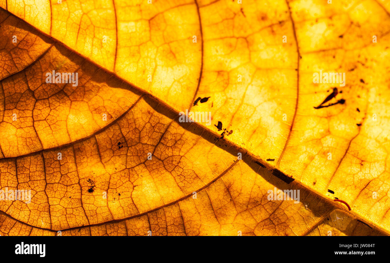yellow dry leaf on sun light Stock Photo - Alamy