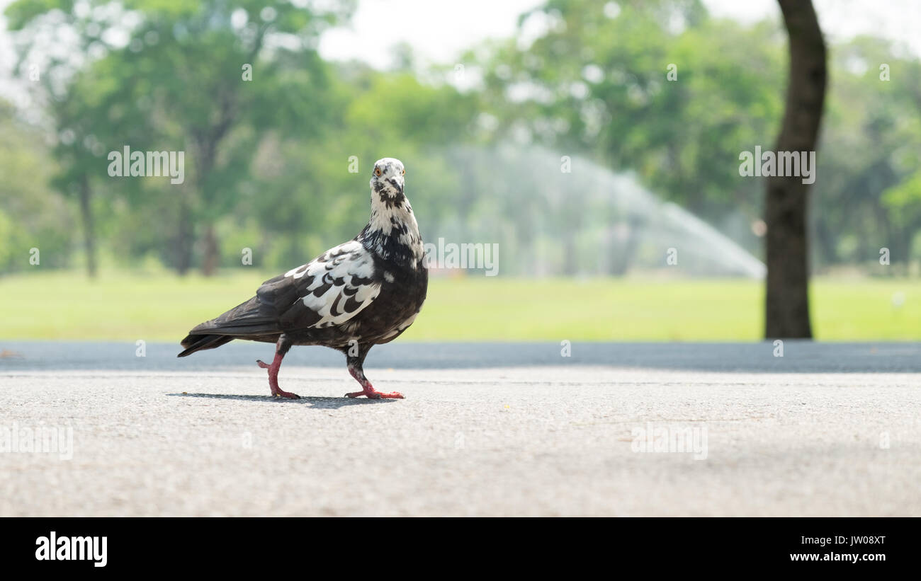 Birds walk hi-res stock photography and images - Alamy