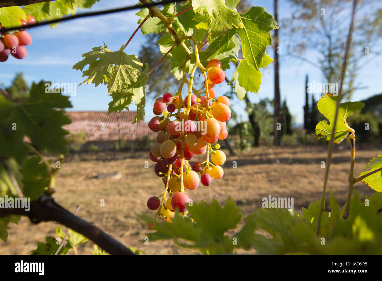 Grapes and vine and france hi-res stock photography and images - Alamy