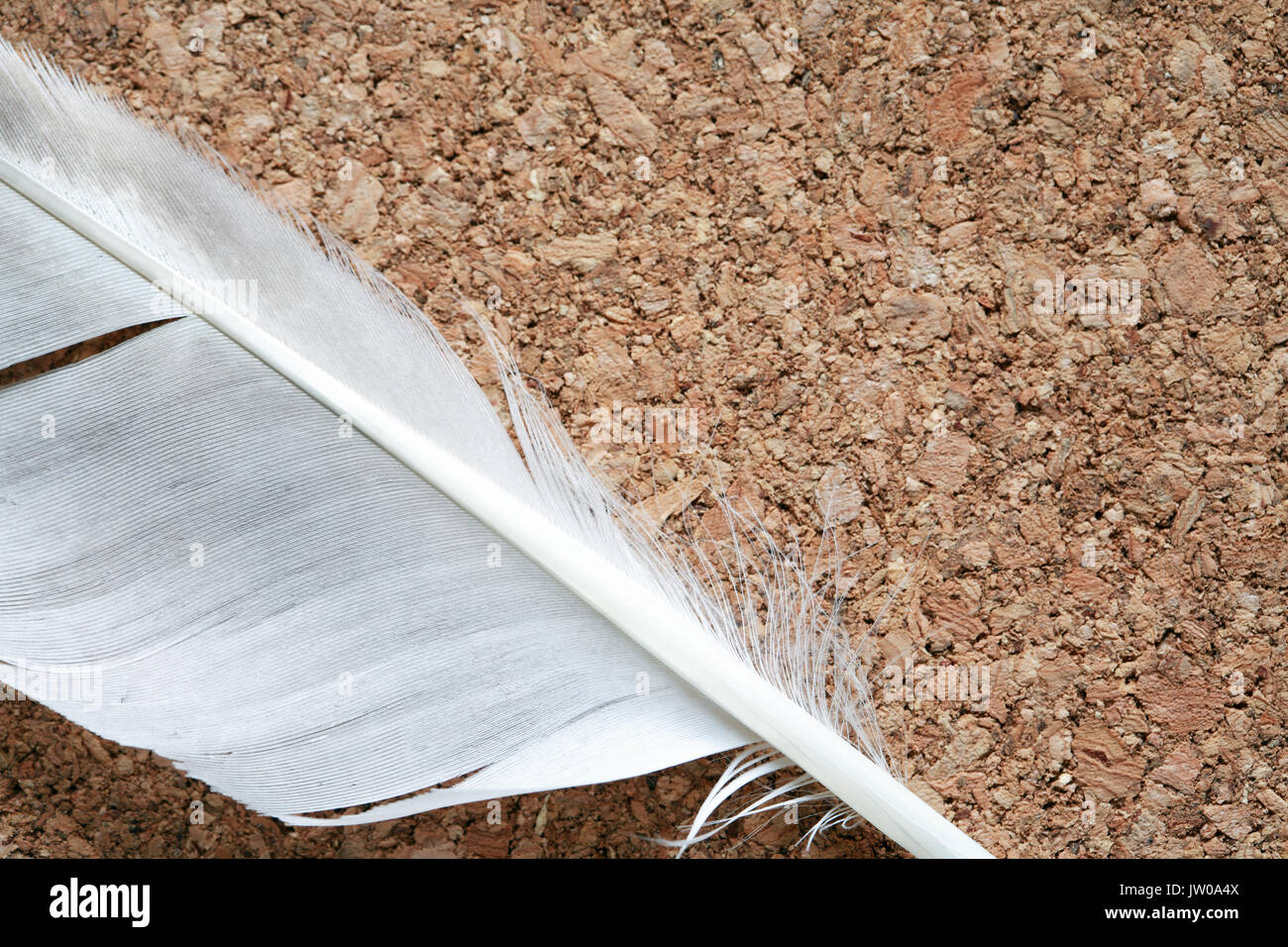 Cork bird hi-res stock photography and images - Alamy