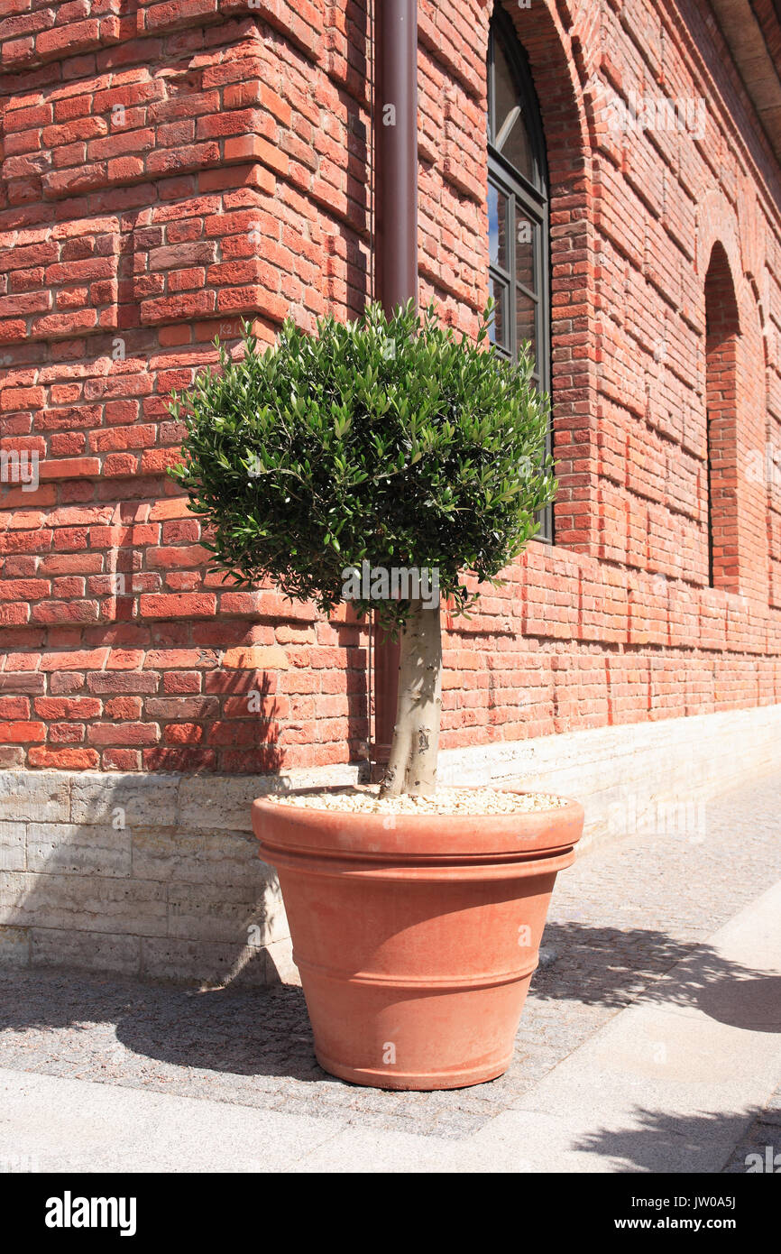 Pot plant courtyard hi-res stock photography and images - Alamy